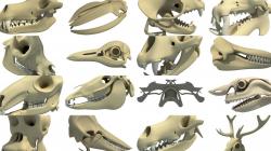 skulls 3d | Page 1 | STLFinder