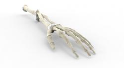 Left arm 3D Models | Page 1 | STLFinder