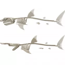 2 Whales and 2 Sharks Skeletons 3D Model Collection - Free 3D Model ...