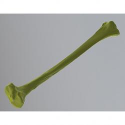human tibia bone 3D Models | Page 1 | STLFinder