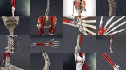 skeletal system 3d model | Page 1 | STLFinder