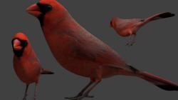 red cardinal bird image model | Page 1 | STLFinder