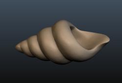 3d print seashell 【 STLFinder