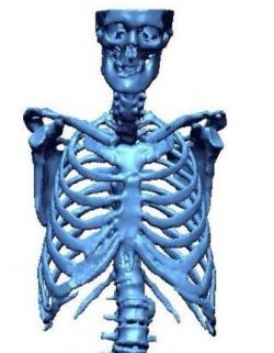 3d print human skeleton | Page 1 | STLFinder