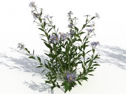 aster model | Page 1 | STLFinder