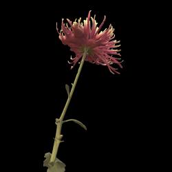 coxcomb flower 3D Models | Page 1 | STLFinder