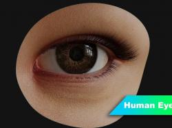 human eye 3d model with labels | Page 1 | STLFinder
