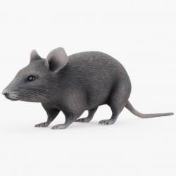 mouse fur 3D Models | Page 1 | STLFinder