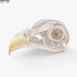 bird skull 3d model | Page 1 | STLFinder