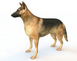 german shepherd rigged 3d models 【 STLFinder