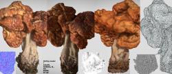 brain fungus mushroom 3D Models | Page 1 | STLFinder
