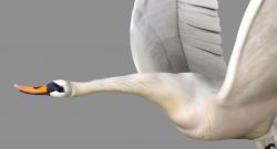 3d swan model 3d models | Page 1 | STLFinder