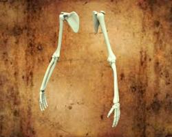 free human hand 3d model | Page 1 | STLFinder