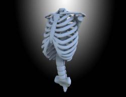 picture of human ribs 3D Models | Page 1 | STLFinder