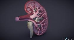 cross section of the kidney 3D Models | Page 1 | STLFinder