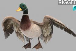 mallard model | Page 1 | STLFinder
