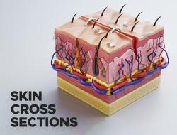 cross section skin 3D Models | Page 1 | STLFinder