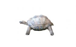 tortoise rigged 3D Models | Page 1 | STLFinder