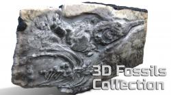 fossil 3d models | Page 1 | STLFinder