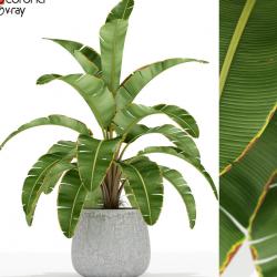 lisa model chemal and gegg sets 175 new collection opensea | Page 1 ...