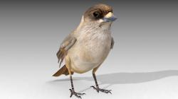 siberian mouse model list | Page 1 | STLFinder