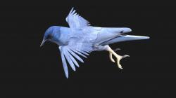 3d bird animation | Page 1 | STLFinder