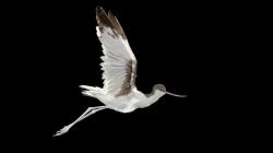 realistic bird models | Page 1 | STLFinder