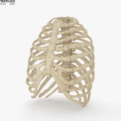 rib cage 3d model | Page 1 | STLFinder