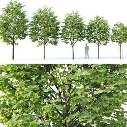 Tilia Europaea Trellis 1 3D Models | Page 1 | STLFinder