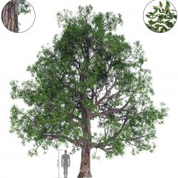 broad leaf tree 3D Models | Page 1 | STLFinder