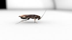 cockroach 3d | Page 1 | STLFinder