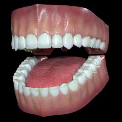 dental teeth gums 3d models | Page 1 | STLFinder