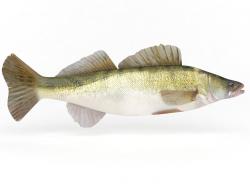 zander fish 3D Models | Page 1 | STLFinder