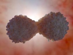 cell division 3d model | Page 1 | STLFinder