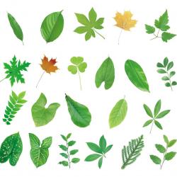 anime leaf texture 3D Models | Page 1 | STLFinder