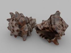 seashell model 【 STLFinder