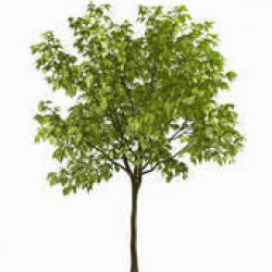 tree fbx 3D Models | Page 1 | STLFinder