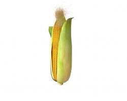 flexi corn cob pencil case 3d print file | Page 1 | STLFinder