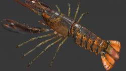 template design by sonnenvogel com homarus americanus 3D Models | Page ...