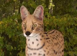 serval 3d model | Page 1 | STLFinder