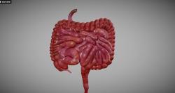 comparison between 2d and 3d intestine models | Page 1 | STLFinder