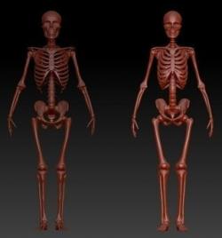 skeleton 3d print 【 STLFinder